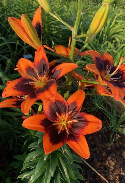 Photo of the bloom of Lily (Lilium 'Easy Samba') posted by jkporter ...