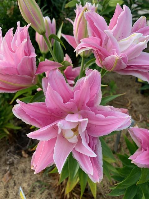 Lily (Lilium 'Sarah Bernhardt') in the Lilies Database - Garden.org