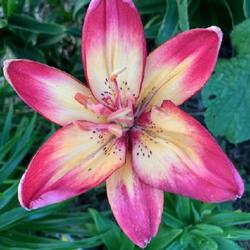 Lily (Lilium 'Heart Strings') in the Lilies Database - Garden.org