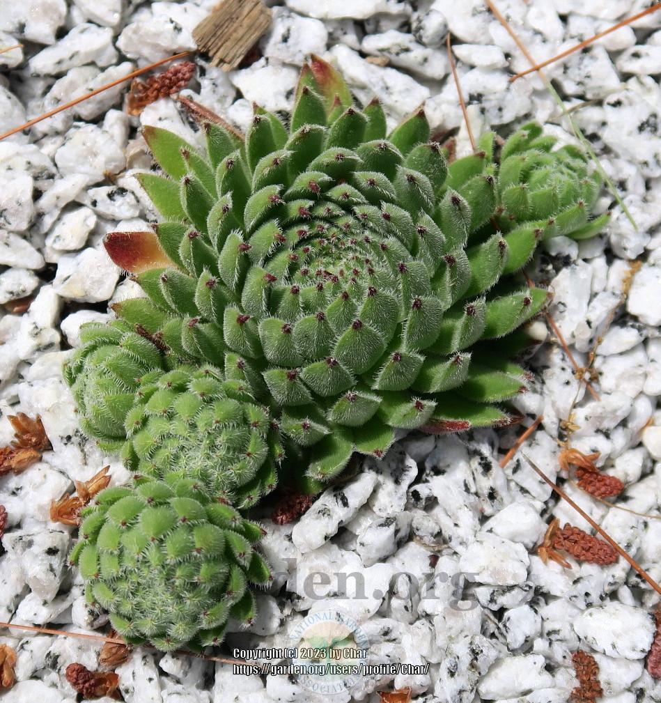 Photo of the entire plant of Hen and Chicks (Sempervivum 'Whirlpool ...