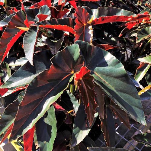 Begonia 'Torch' in the Begonias Database - Garden.org