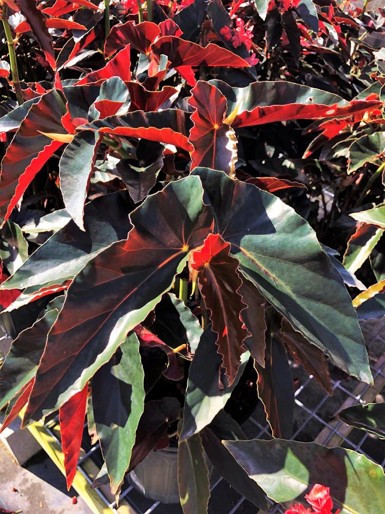 Photo of the entire plant of Begonia 'Torch' posted by GardenIndustries ...