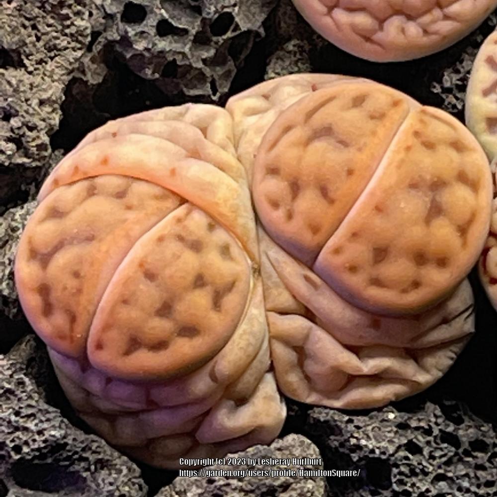 Living Stones (Lithops bromfieldii) in the Living Stones Database ...