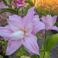 Photo of the bloom of Lily (Lilium 'Lotus Spring') posted by Joy ...