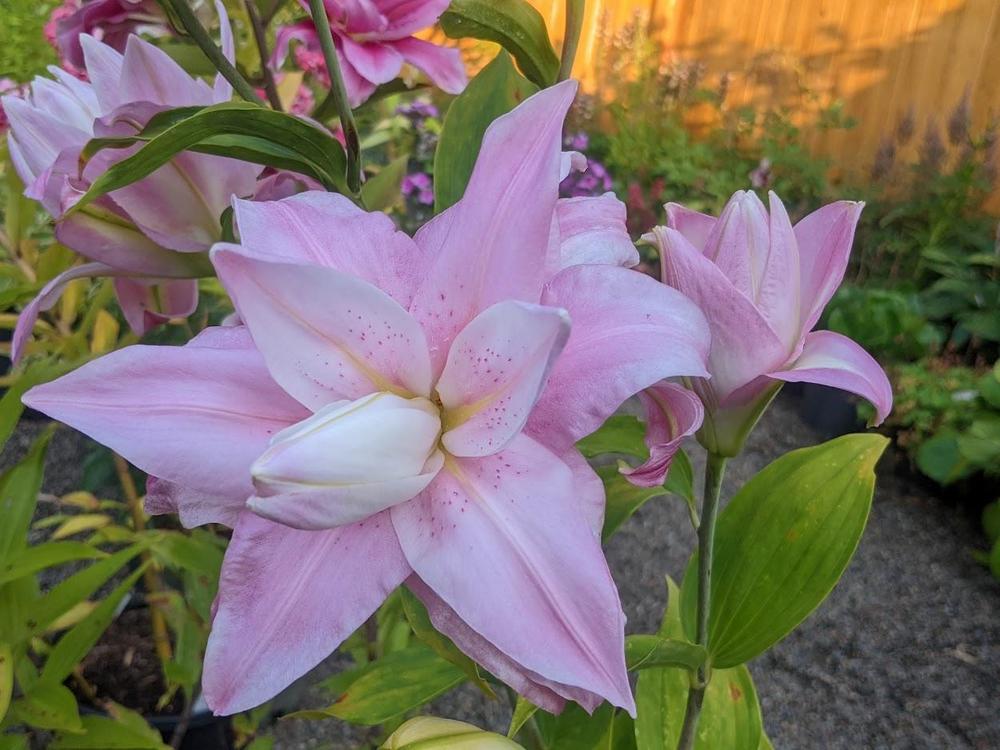 Photo of the bloom of Lily (Lilium 'Lotus Spring') posted by Joy ...