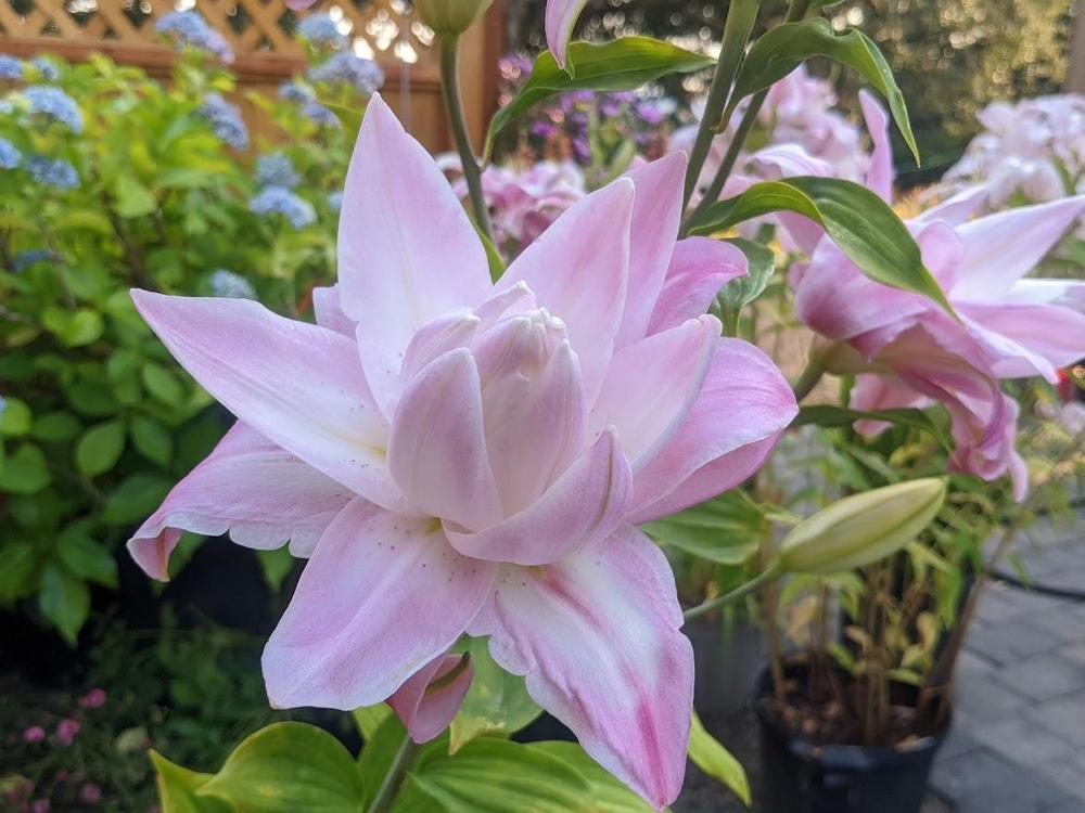 Photo of the bloom of Lily (Lilium 'Lotus Spring') posted by Joy ...