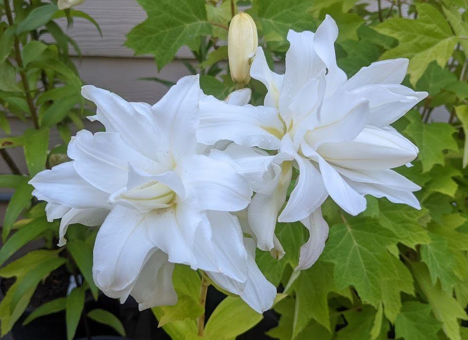 Photo of the bloom of Lily (Lilium 'Lotus Beauty') posted by Joy ...