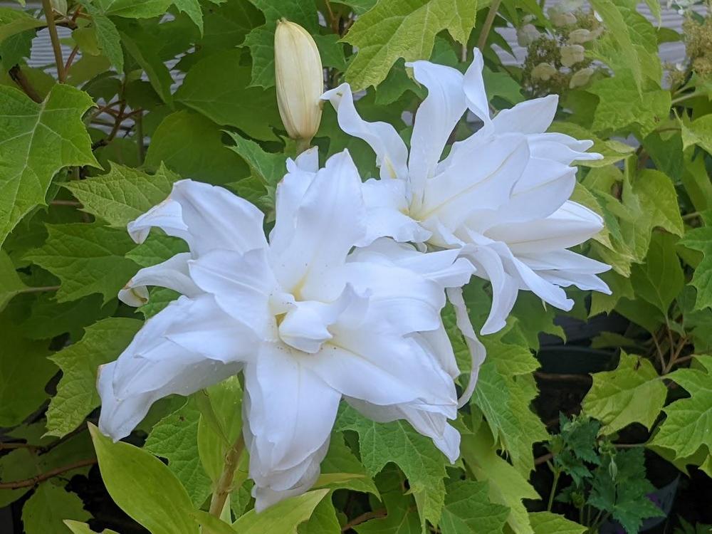 Photo of the bloom of Lily (Lilium 'Lotus Beauty') posted by Joy ...