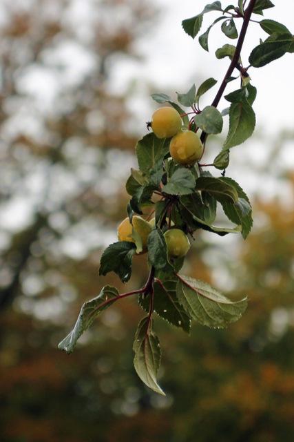 Photo of the fruit of Common Crab Apple (Malus sylvestris) posted by ...