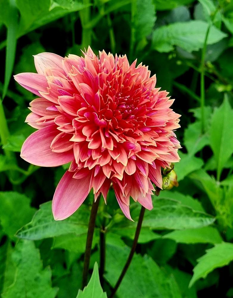 Photo of the bloom of Dahlia 'Ron's Beauty' posted by gwhizz - Garden.org