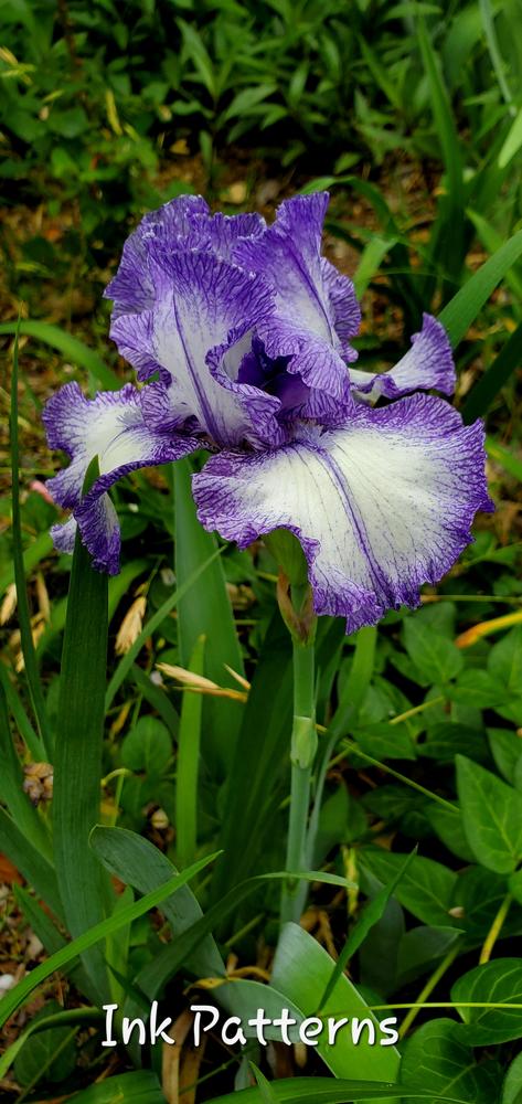 Photo of the bloom of Tall Bearded Iris (Iris 'Ink Patterns') posted by ...