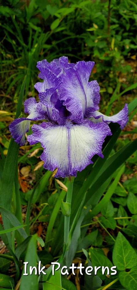 Photo of the bloom of Tall Bearded Iris (Iris 'Ink Patterns') posted by ...
