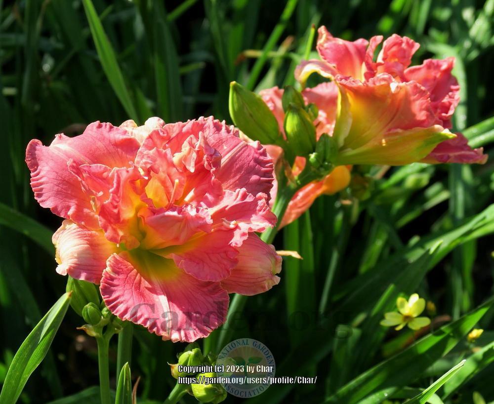 Photo of the entire plant of Daylily (Hemerocallis 'Siloam Olin Frazier') posted by Char ...
