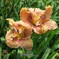 Photo of the entire plant of Daylily (Hemerocallis 'Walking the Wire') posted by Char - Garden.org