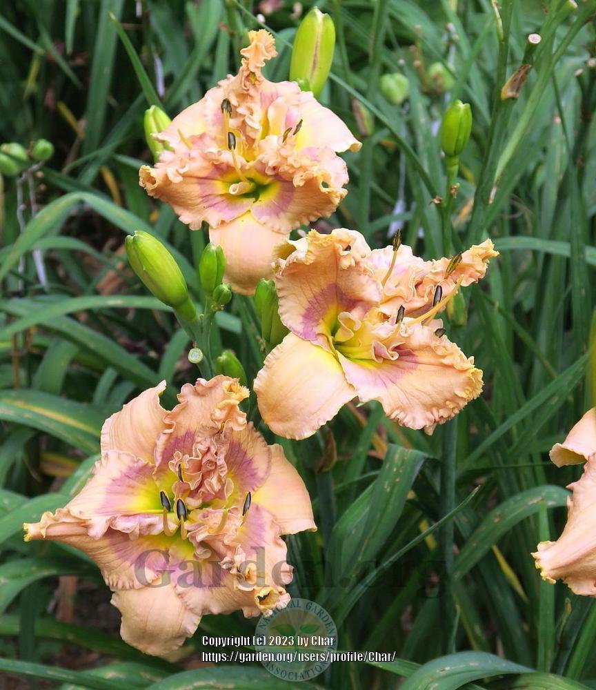 Photo of the entire plant of Daylily (Hemerocallis 'Walking the Wire') posted by Char - Garden.org