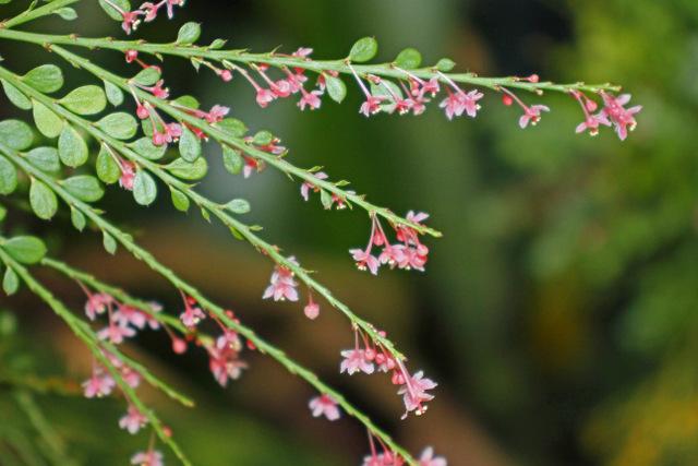 Photo of the bloom of Phyllanthus mimosoides posted by RuuddeBlock ...