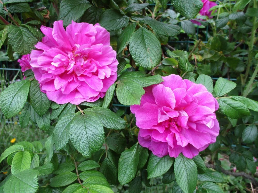 Rose (Rosa rugosa 'Hansa') in the Roses Database - Garden.org