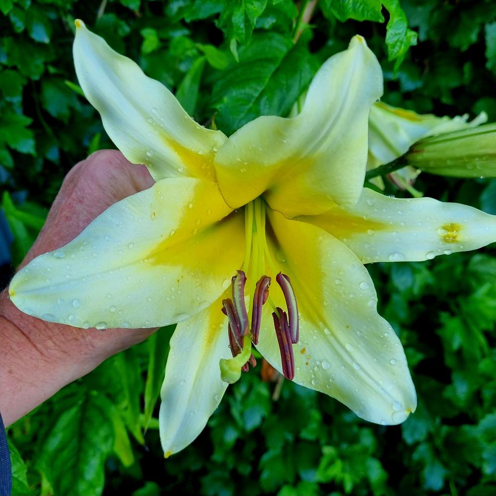 Photo of the bloom of Lily (Lilium 'Alpha Star') posted by gwhizz ...