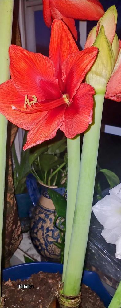 Photo of the entire plant of Amaryllis (Hippeastrum Gold Medal®) posted ...