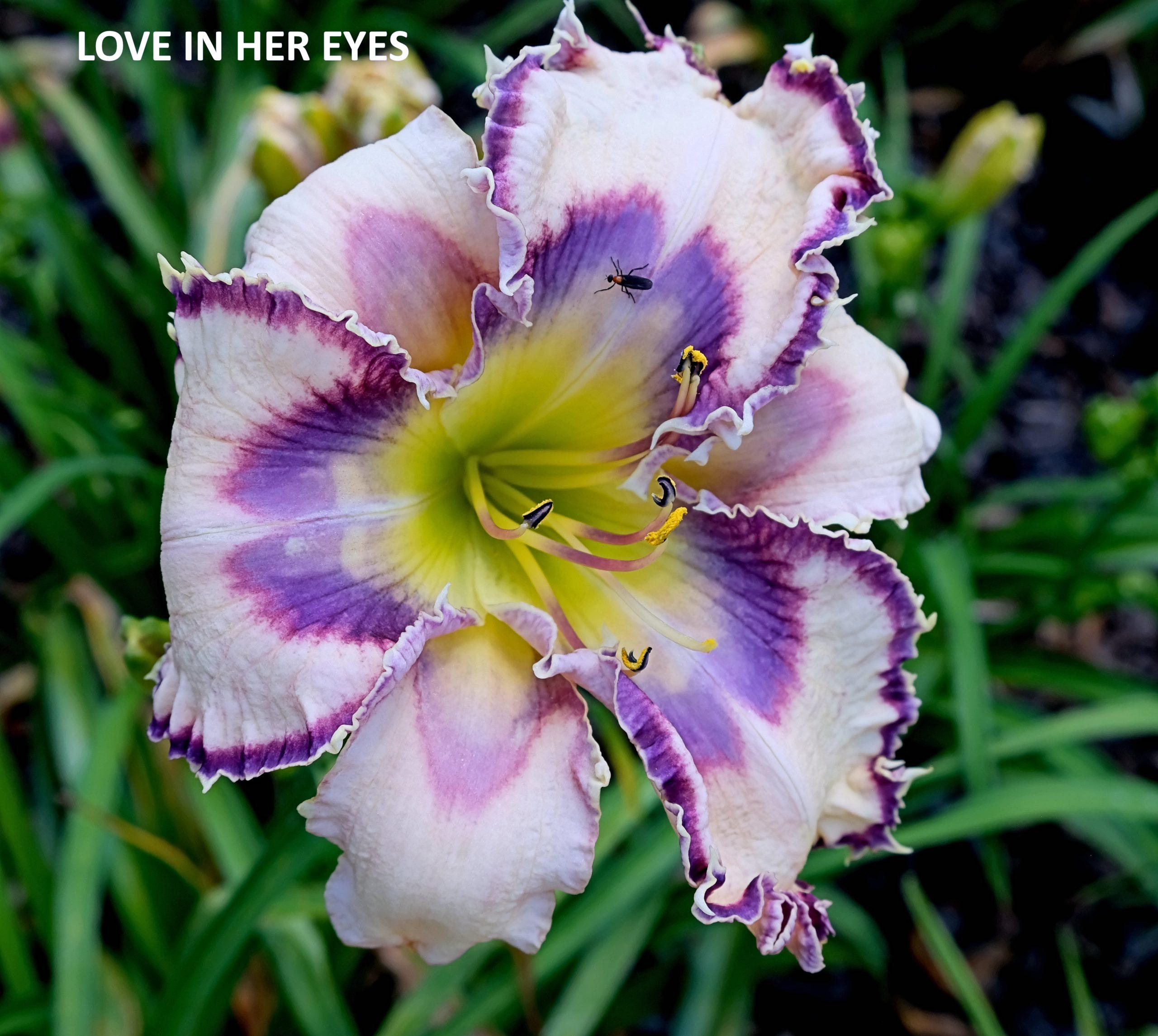 Daylily (Hemerocallis 'Love in Her Eyes') in the Daylilies Database - Garden.org