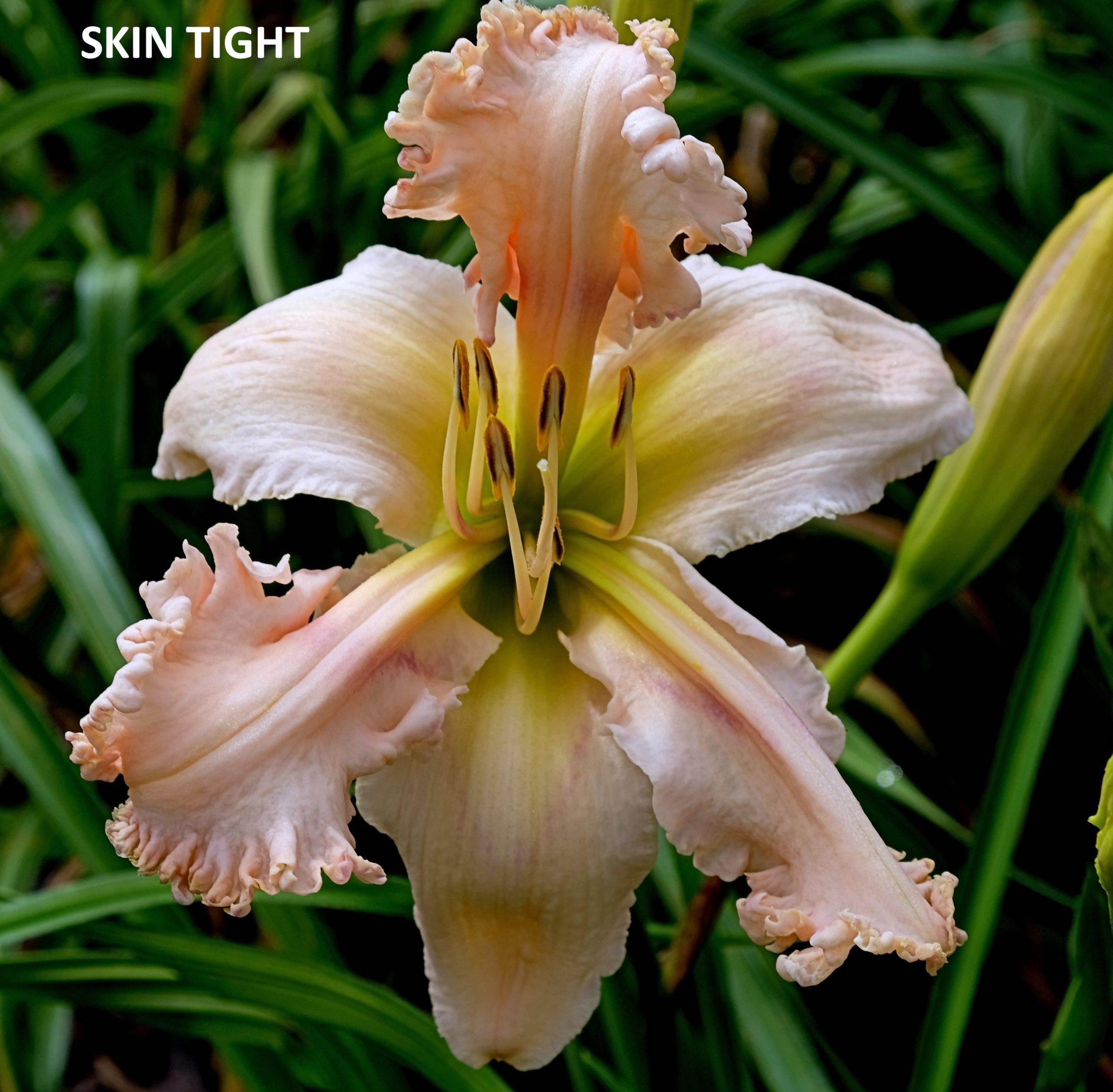 Daylily (Hemerocallis 'Skin Tight') in the Daylilies Database - Garden.org