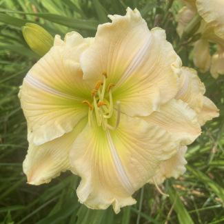 Daylily (Hemerocallis 'All Time Fancy') in the Daylilies Database - Garden.org