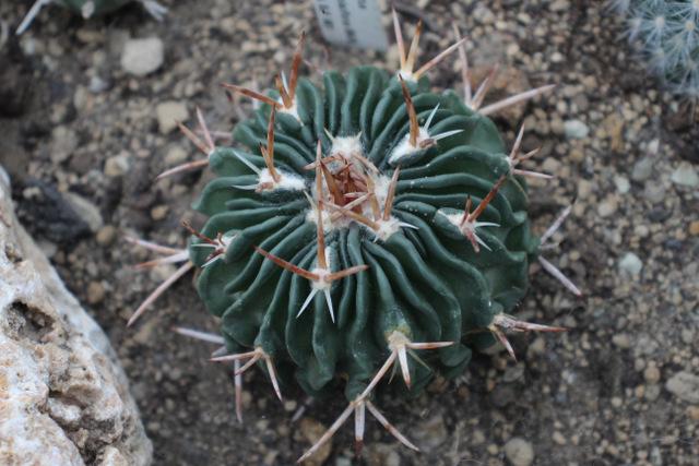 Photo of the entire plant of Stenocactus (Stenocactus phyllacanthus ...
