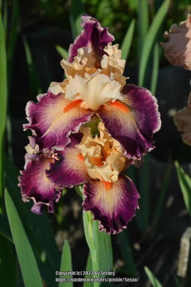 Photo of the bloom of Tall Bearded Iris (Iris 'Uninhibited') posted by ...