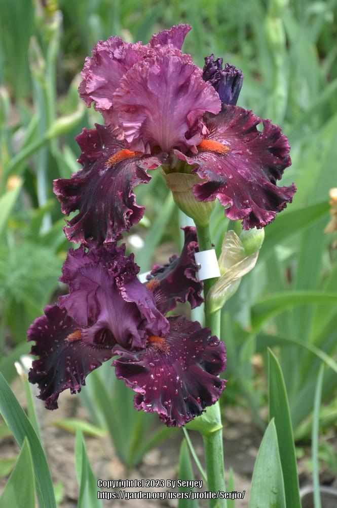 Photo of the bloom of Tall Bearded Iris (Iris 'Up in Flames') posted by Serjio - Garden.org