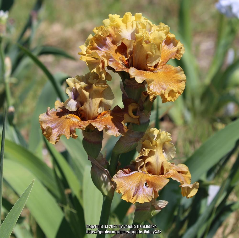 Photo of the bloom of Tall Bearded Iris (Iris 'Bush Honey') posted by ...