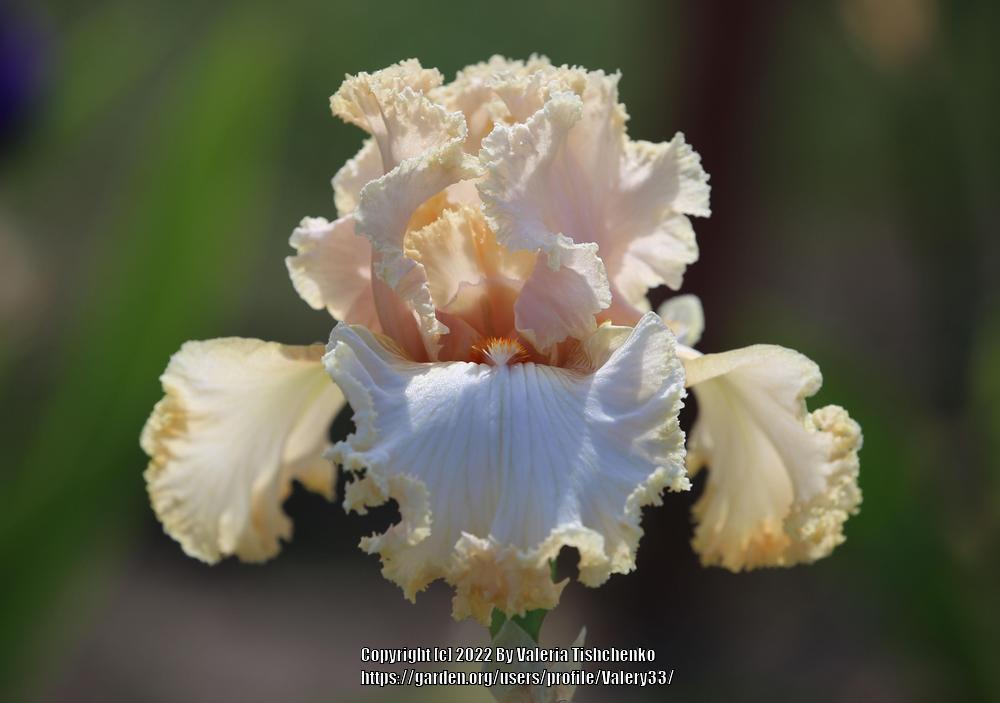 Photo of the bloom of Tall Bearded Iris (Iris 'Cappuccino Lace') posted ...