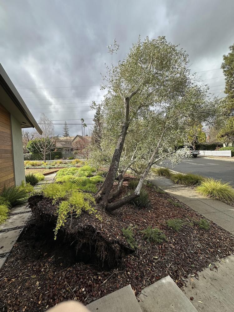 Uprooted olive tree in the Ask a Question forum - Garden.org