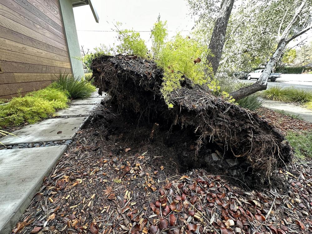 Uprooted olive tree in the Ask a Question forum - Garden.org