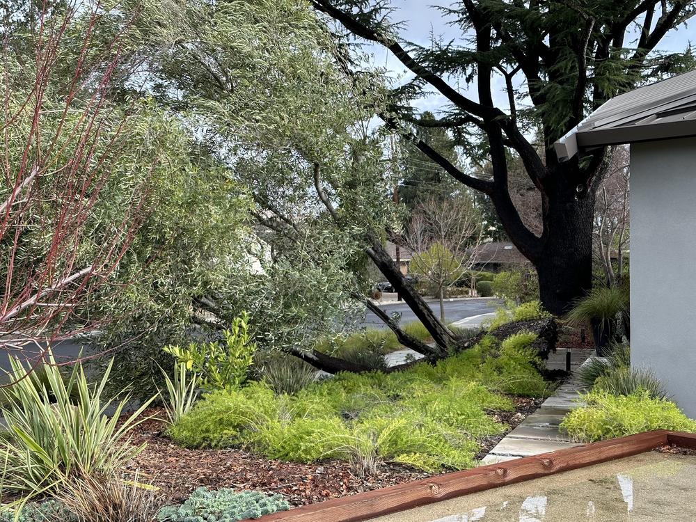 Uprooted olive tree in the Ask a Question forum - Garden.org