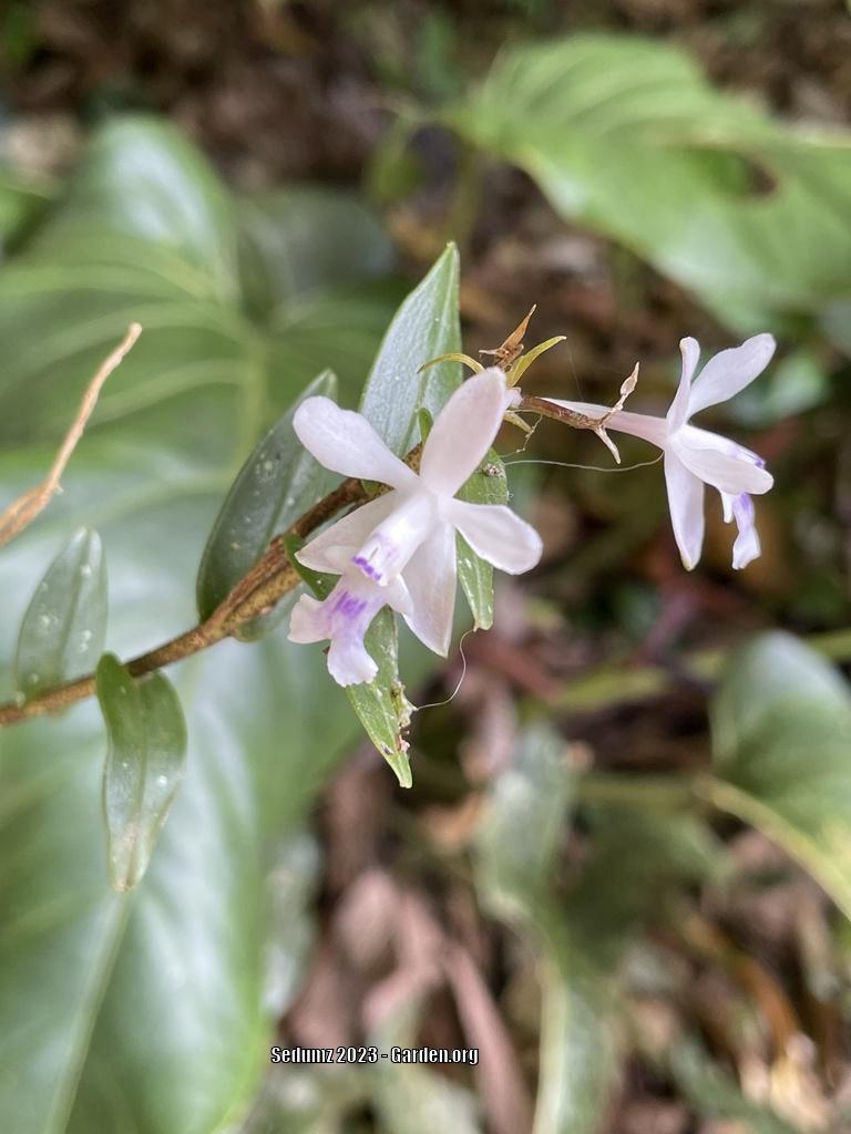 Photo of the bloom of Orchid (Epidendrum endresii) posted by sedumzz ...