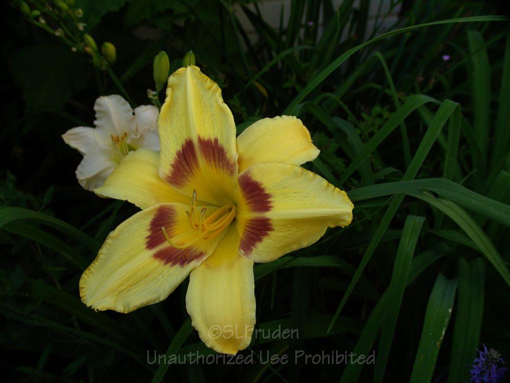 Photo of the bloom of Daylily (Hemerocallis 'King George') posted by ...