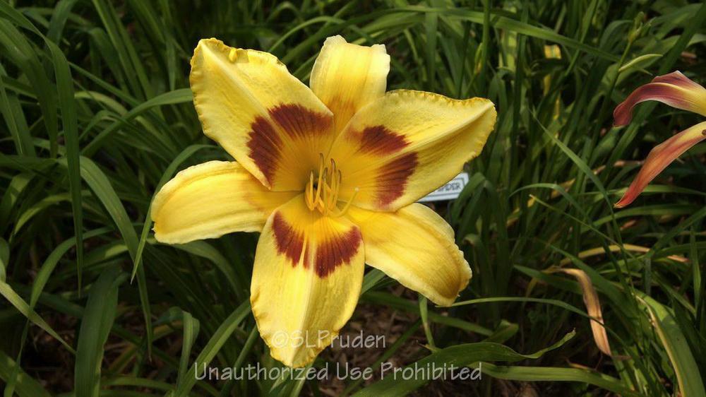 Photo of the bloom of Daylily (Hemerocallis 'King George') posted by ...