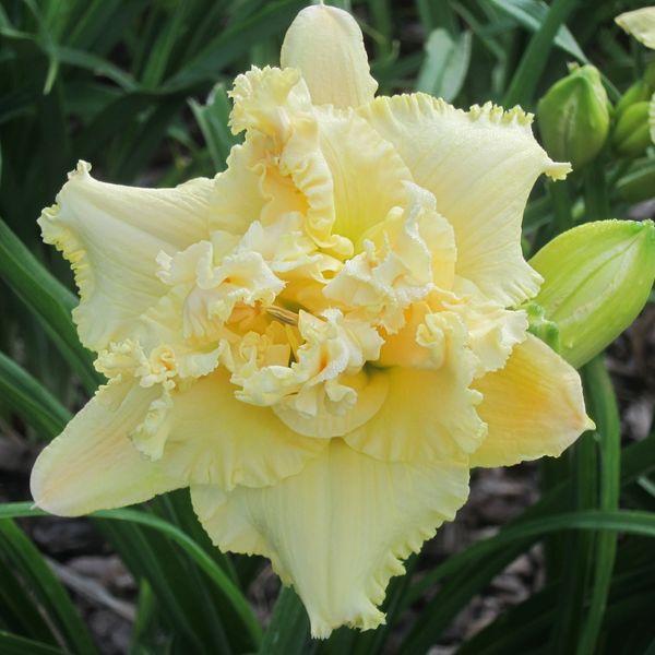 Photo of the bloom of Daylily (Hemerocallis 'Celestial Full Moon ...
