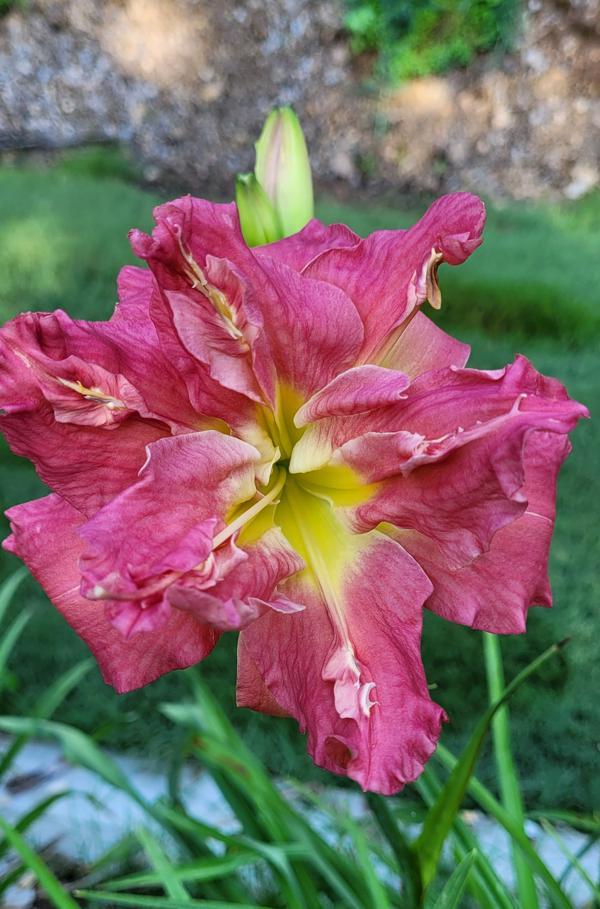 Daylily (Hemerocallis 'Lovers' Quarrel') in the Daylilies Database - Garden.org