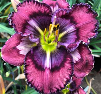 Photo of the bloom of Daylily (Hemerocallis 'Wondrous Jewel') posted by ...