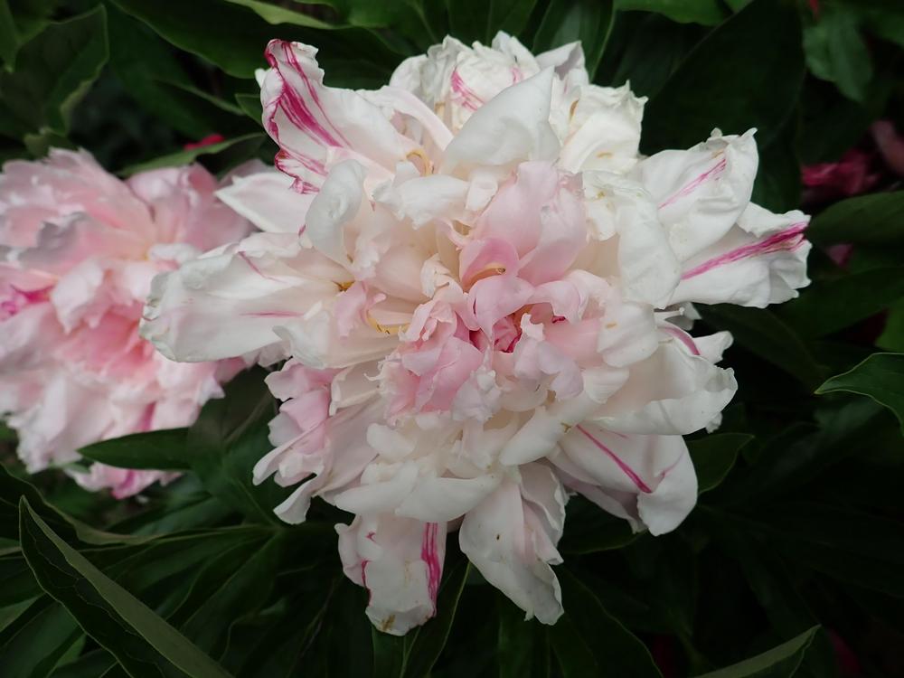 Peony (Paeonia 'Arabian Knight') in the Peonies Database - Garden.org