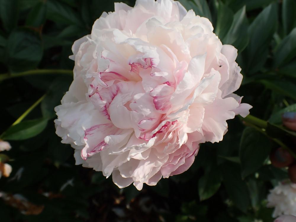 Photo of the bloom of Peony (Paeonia 'Arabian Knight') posted by Vals ...