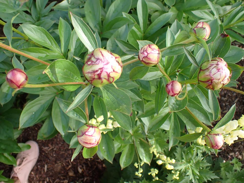 Photo of the closeup of buds, sepals and receptacles of Peony (Paeonia ...
