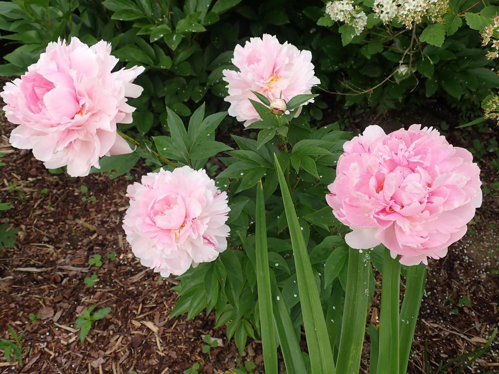 Photo of the entire plant of Peony (Paeonia 'Masked Ball') posted by ...