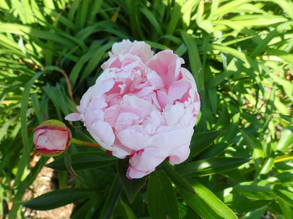 Photo of the bloom of Peony (Paeonia 'Arabian Knight') posted by Vals ...