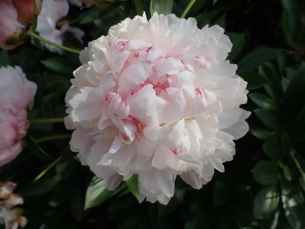 Photo of the bloom of Peony (Paeonia 'Arabian Knight') posted by Vals ...