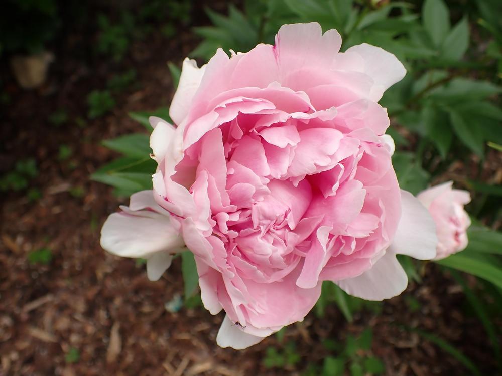Photo of the bloom of Peony (Paeonia 'Masked Ball') posted by Vals ...
