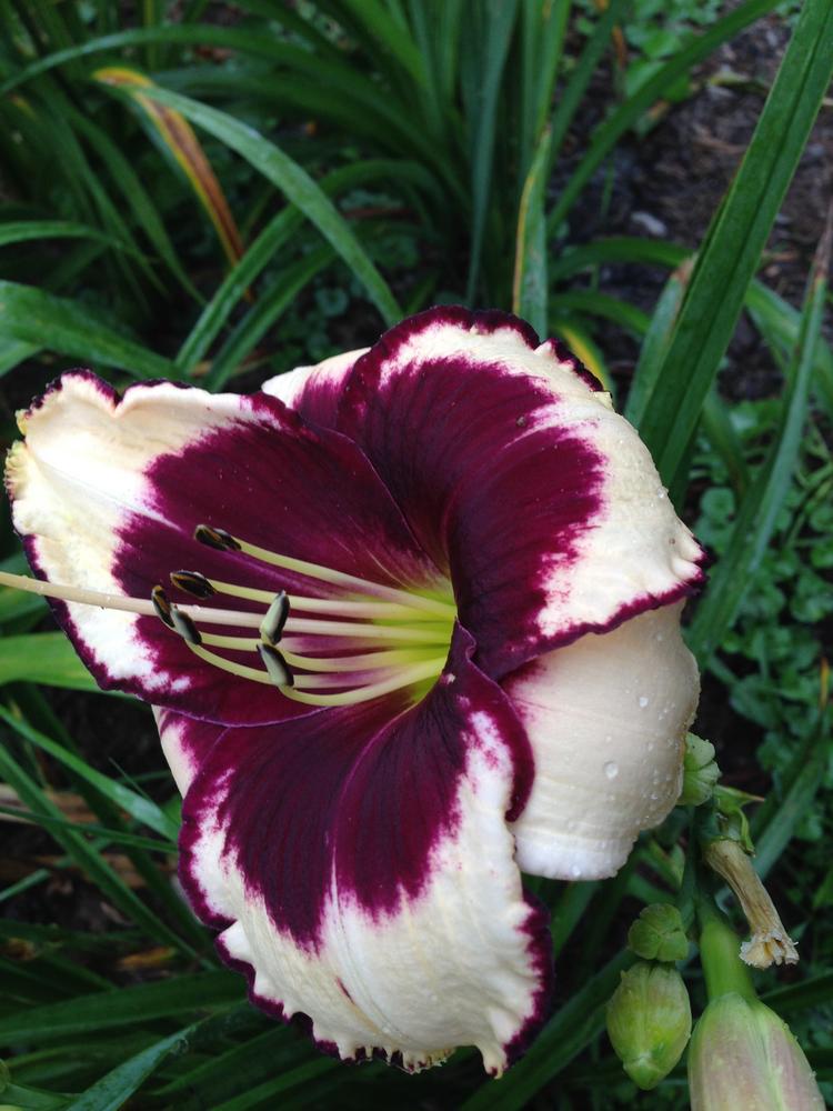 Photo of the bloom of Daylily (Hemerocallis 'Ledgewood's Gabrielle ...