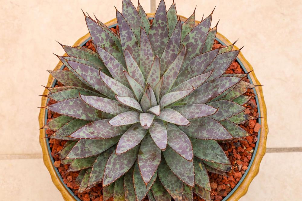 Photo of the entire plant of Mangave (Agave 'Bloodspot') posted by Baja ...