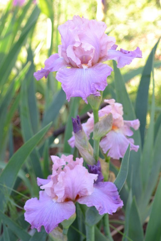 Photo of the bloom of Tall Bearded Iris (Iris 'Pond Lily') posted by ...